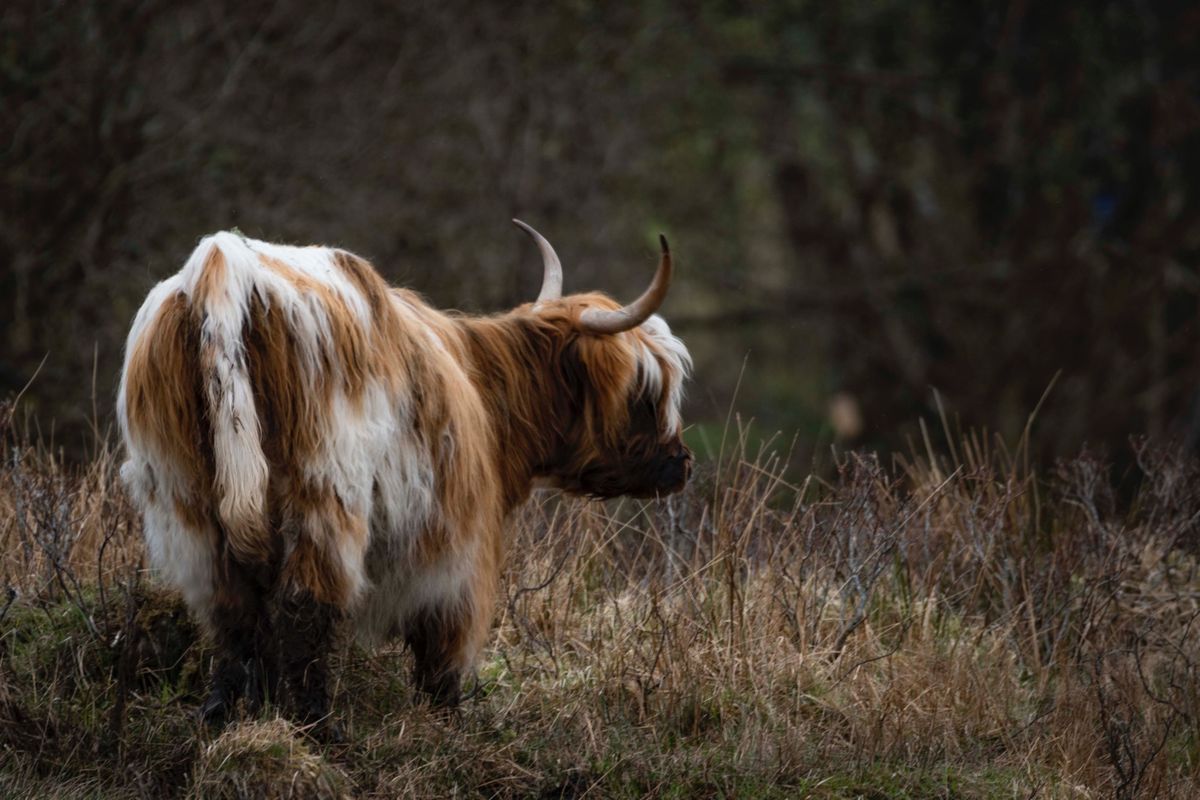 Heilan coos